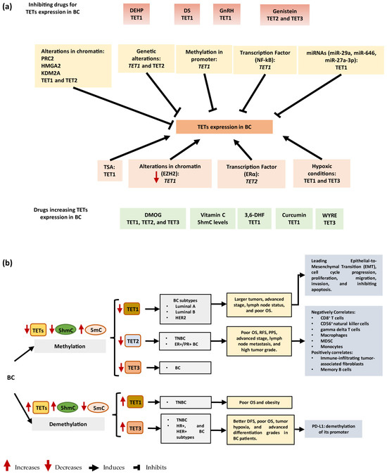 TET Enzymes and 5hmC Levels in Carcinogenesis and Progression of Breast ...