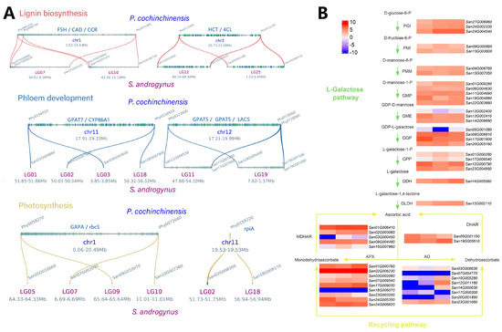 Polyploid Genome Assembly Provides Insights into Morphological Development and Ascorbic Acid ...