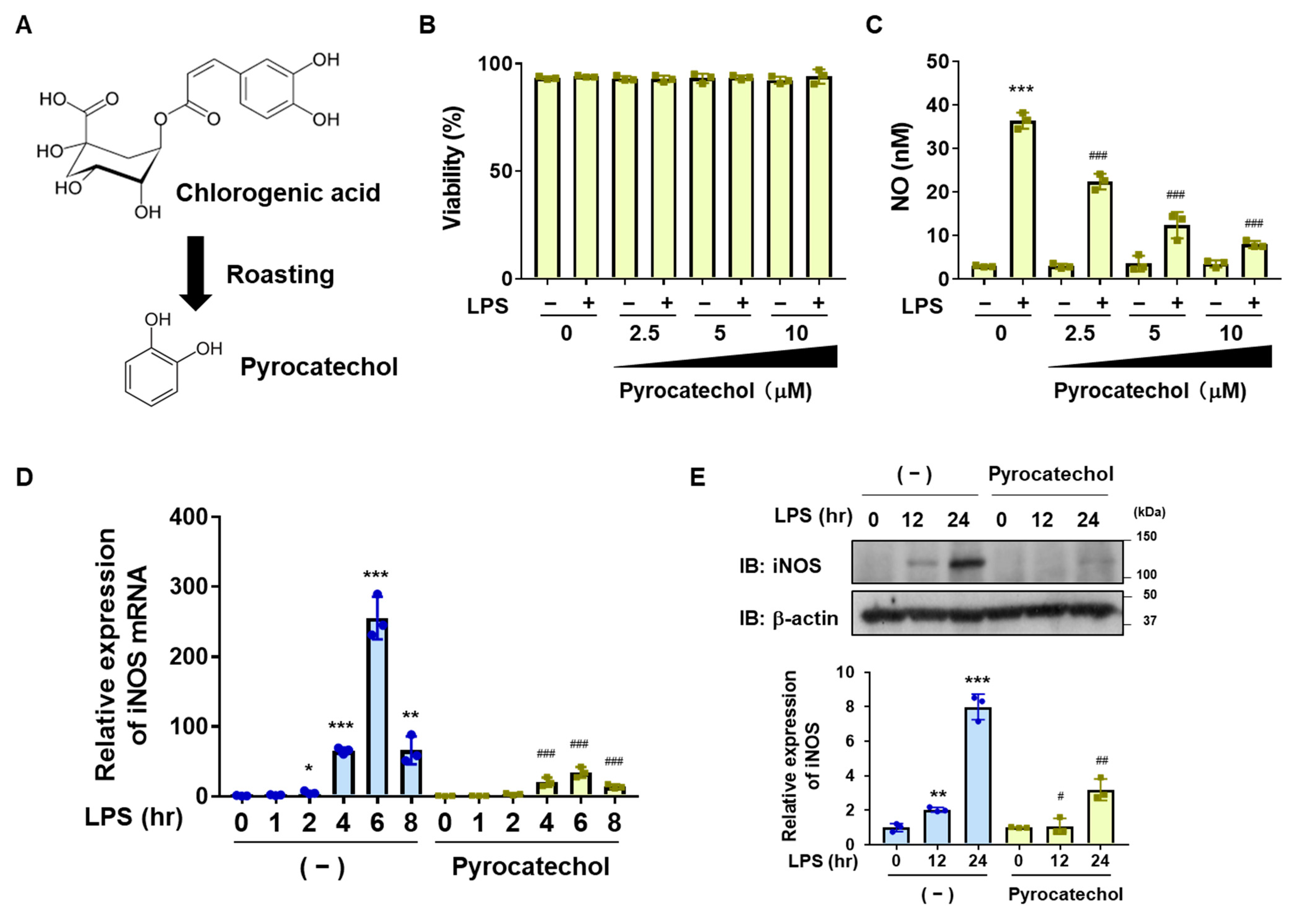 IJMS | Free Full-Text | Suppression of Neuroinflammation by Coffee ...