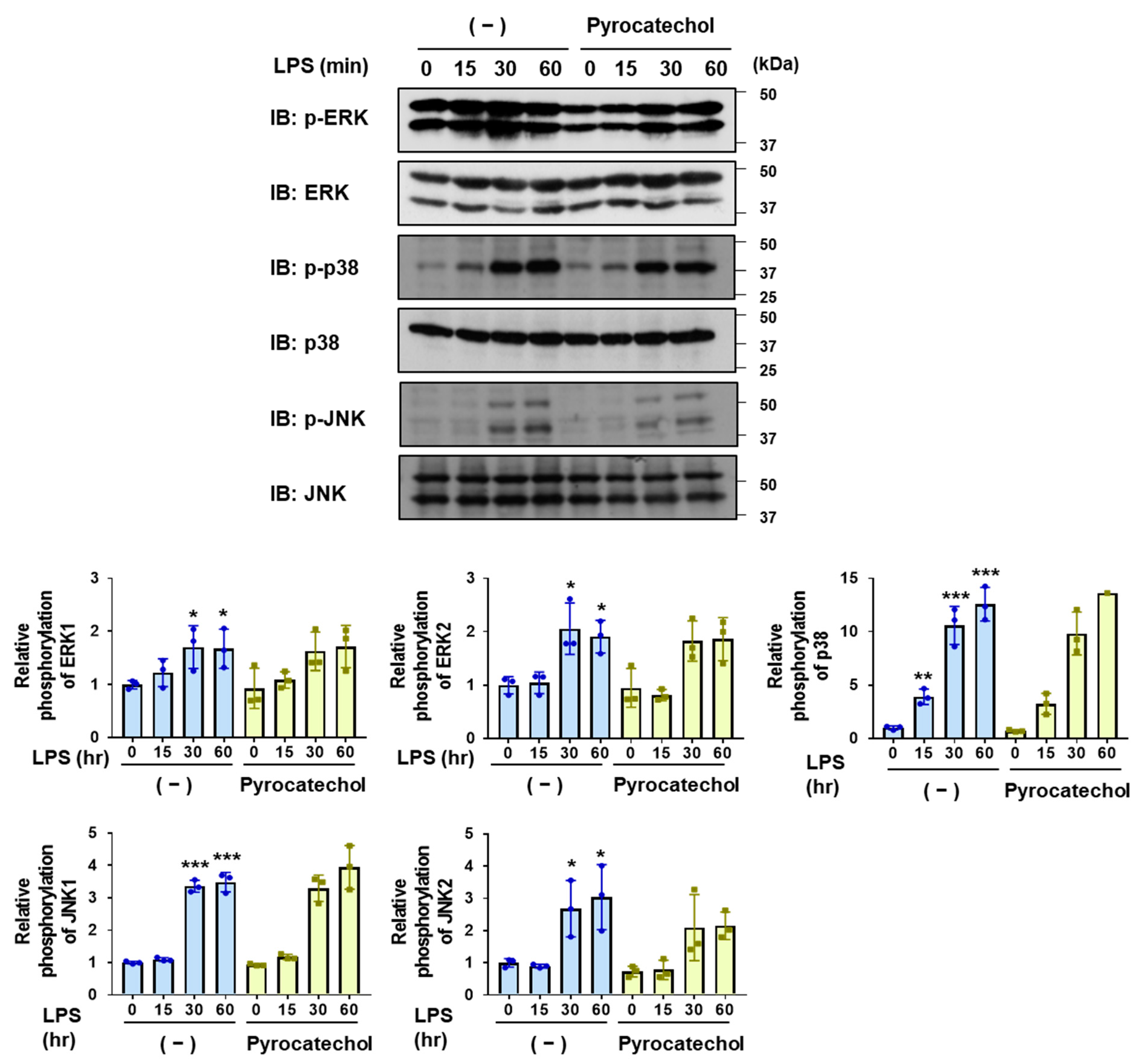 IJMS | Free Full-Text | Suppression of Neuroinflammation by Coffee ...