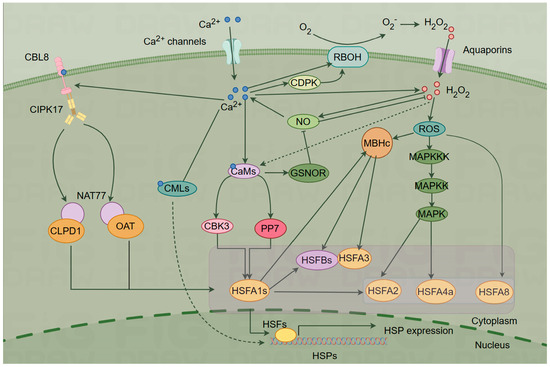 Calcium Signaling and the Response to Heat Shock in Crop Plants