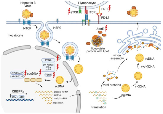 CRISPR/Cas9 as a New Antiviral Strategy for Treating Hepatitis Viral ...