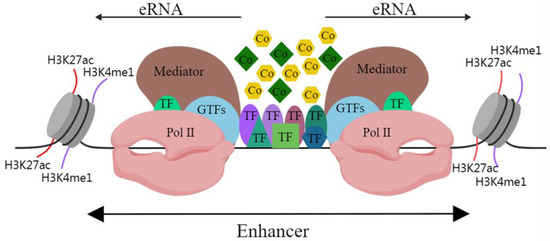 Cis-Regulatory Elements in Mammals