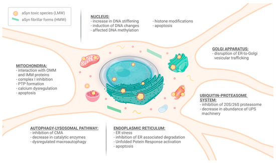 Alpha-Synuclein Contribution to Neuronal and Glial Damage in Parkinson ...