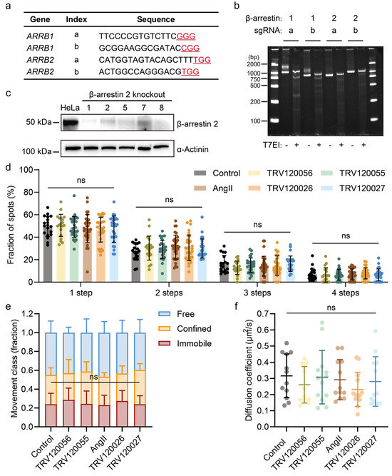 Single-Molecule Imaging Reveals Differential AT1R Stoichiometry Change ...