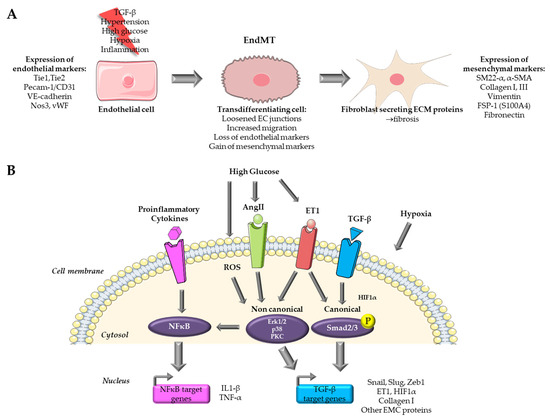 IJMS | Free Full-Text | Experimental Models to Study Endothelial to Mesenchymal Transition in ...