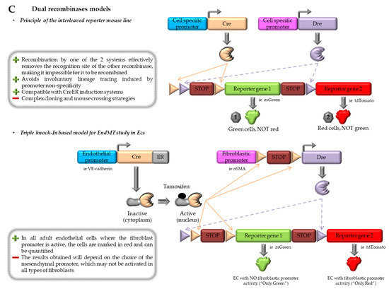 IJMS | Free Full-Text | Experimental Models to Study Endothelial to Mesenchymal Transition in ...