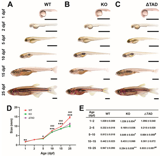 Contribution of Signal Transducer and Activator of Transcription 3 ...