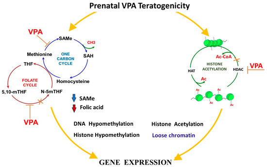 Valproic Acid in Pregnancy Revisited: Neurobehavioral, Biochemical and ...