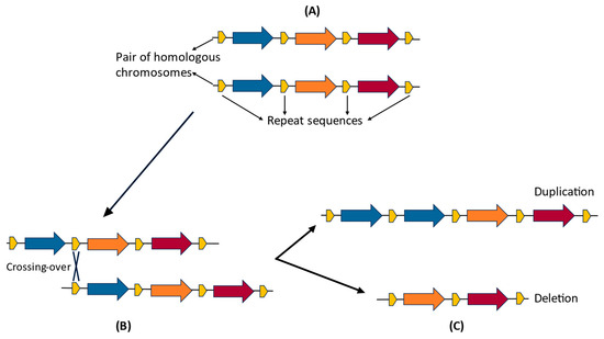 Copy Number Variations in Pancreatic Cancer: From Biological ...
