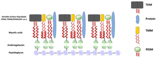 Effect of Mycolic Acids on Host Immunity and Lipid Metabolism