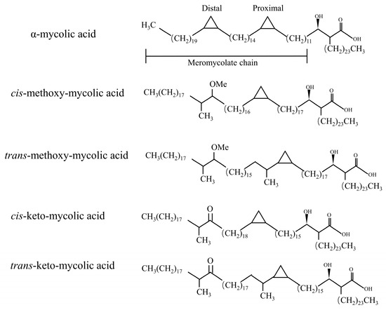 Effect of Mycolic Acids on Host Immunity and Lipid Metabolism
