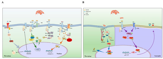 Effect of Mycolic Acids on Host Immunity and Lipid Metabolism