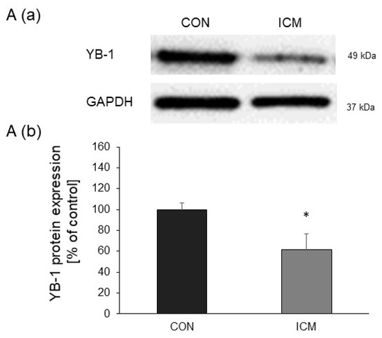 YB-1 Is a Novel Target for the Inhibition of α-Adrenergic-Induced ...