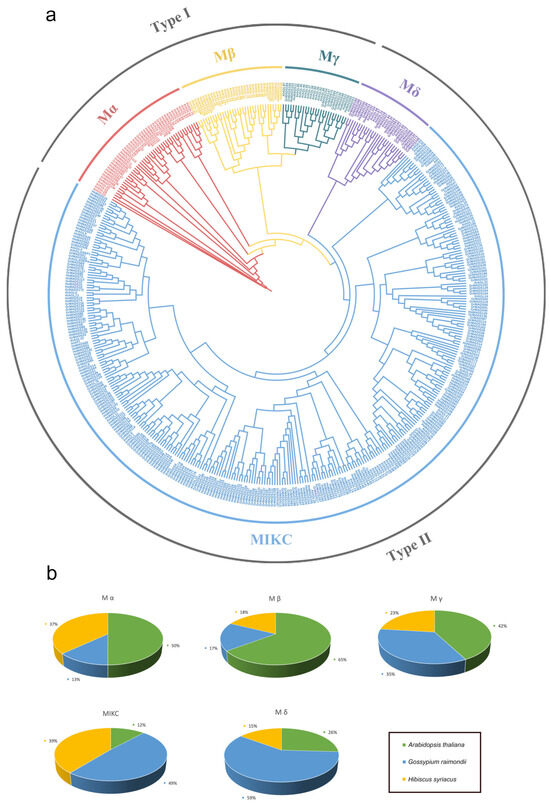 Genome-Wide Analysis of the MADS-Box Gene Family in Hibiscus syriacus ...