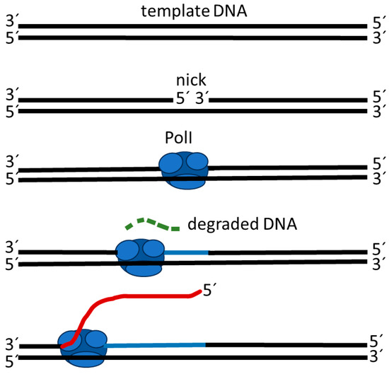 IJMS | Free Full-Text | Loop-Mediated Isothermal Amplification of DNA ...