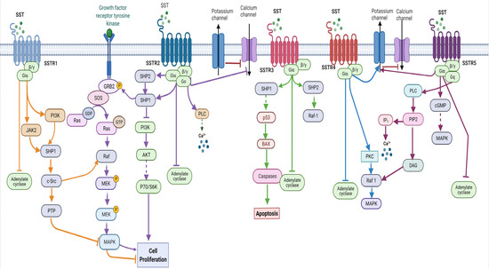 Somatostatin and Somatostatin Receptors in Tumour Biology