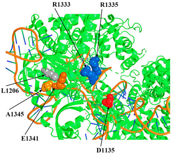 Increasing the Activity of the High-Fidelity SpyCas9 Form in Yeast by ...