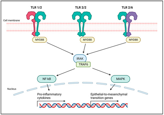 The Role of the Toll-like Receptor 2 and the cGAS-STING Pathways in ...