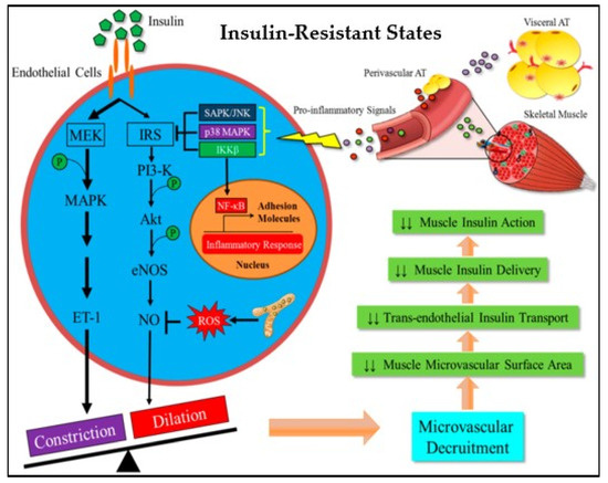 Prediabetes-Associated Changes in Skeletal Muscle Function and Their ...