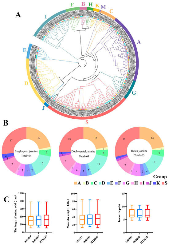 The bZIP Transcription Factors in Current Jasmine Genomes ...