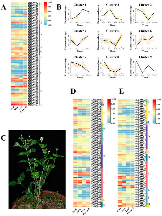 The bZIP Transcription Factors in Current Jasmine Genomes ...