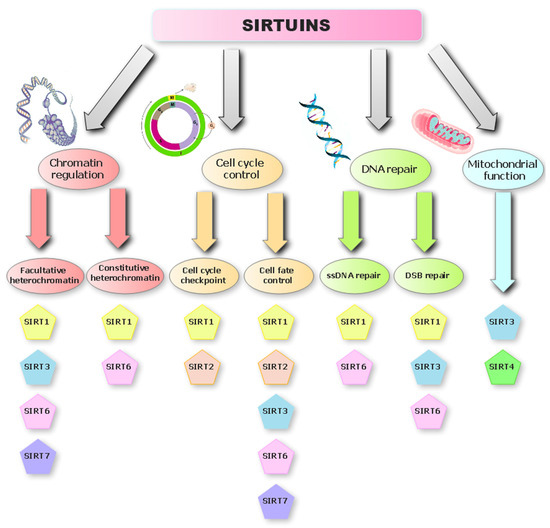 The Role of Sirtuin 6 in the Deacetylation of Histone Proteins as a ...