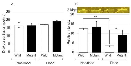 Biochemical Analysis to Understand the Flooding Tolerance of Mutant ...