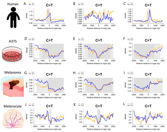 Comprehensive Pan-Cancer Mutation Density Patterns in Enhancer RNA