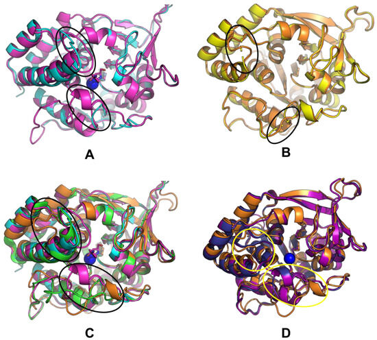 Structure Functional Examination Of Novel Ribonucleoside Hydrolase C