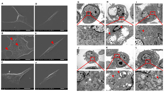 Matrine Targets BTF3 to Inhibit the Growth of Canine Mammary Tumor Cells