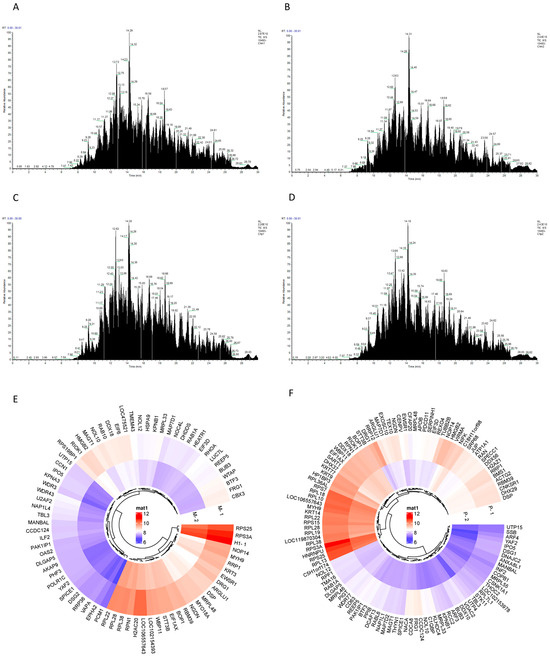 Matrine Targets BTF3 to Inhibit the Growth of Canine Mammary Tumor Cells
