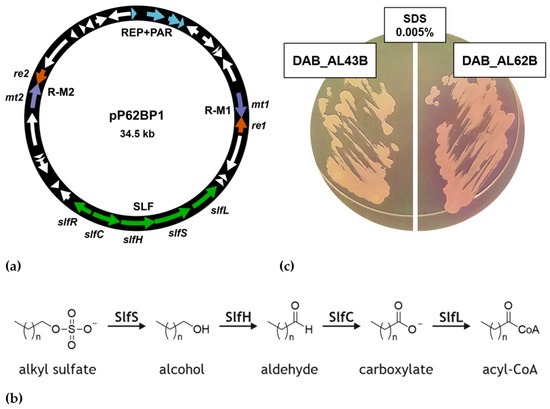 A Plasmid-Borne Gene Cluster Flanked by Two Restriction-Modification ...