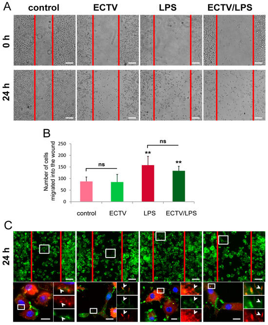 Ectromelia Virus Affects the Formation and Spatial Organization of ...