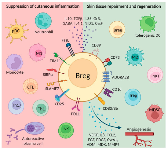 Breg-Mediated Immunoregulation in the Skin