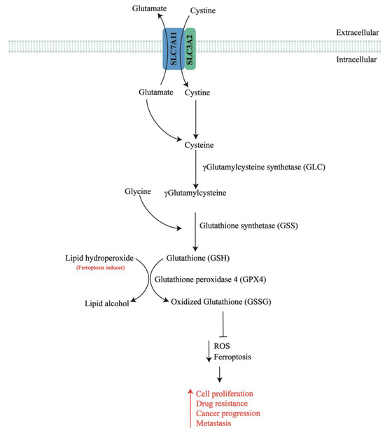 IJMS | Free Full-Text | Role of SLC7A11/xCT in Ovarian Cancer