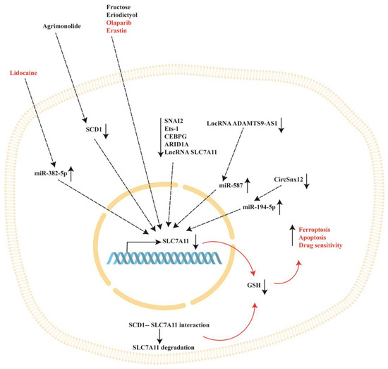 IJMS | Free Full-Text | Role of SLC7A11/xCT in Ovarian Cancer