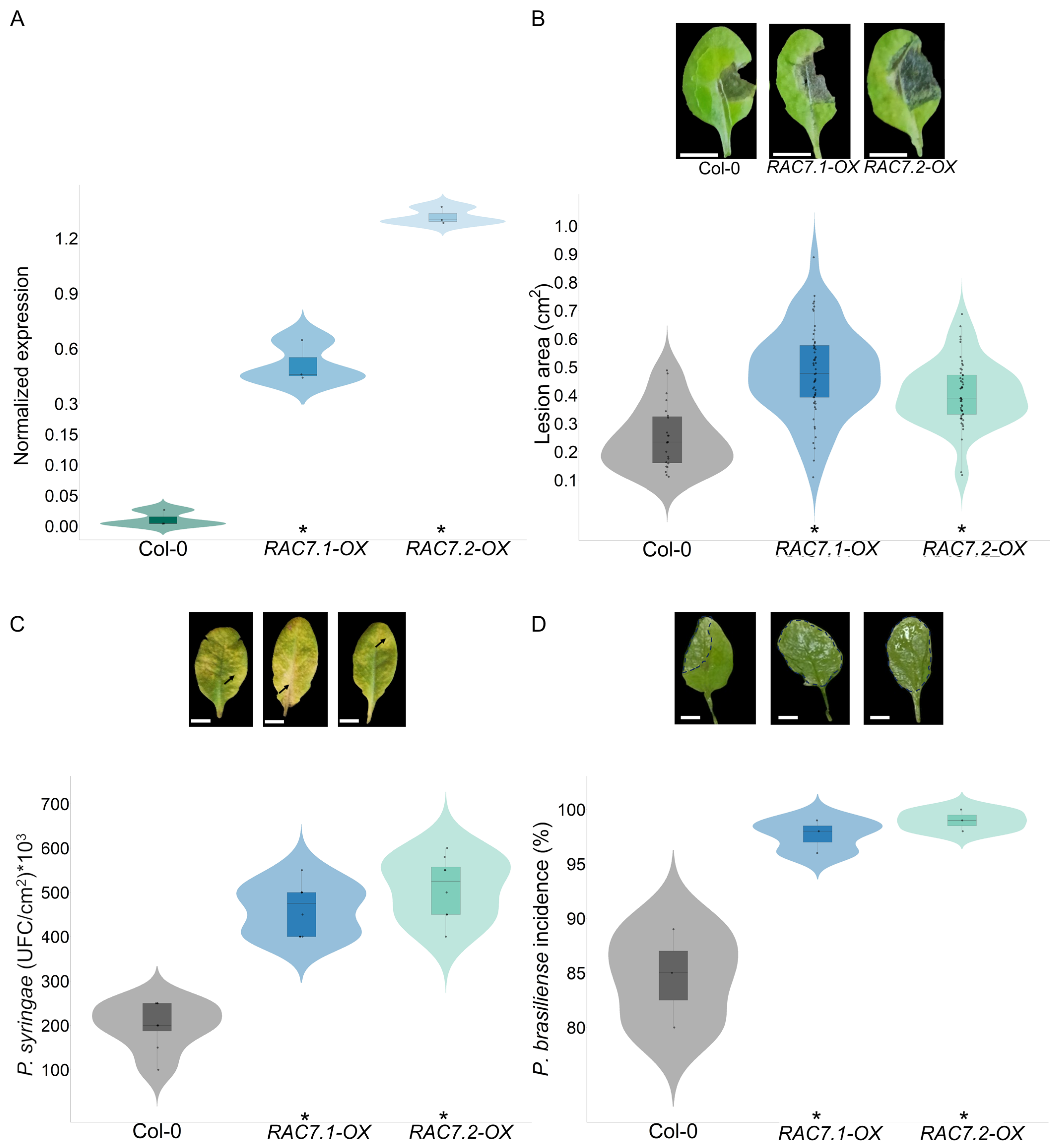 IJMS | Free Full-Text | AtRAC7/ROP9 Small GTPase Regulates A. thaliana ...