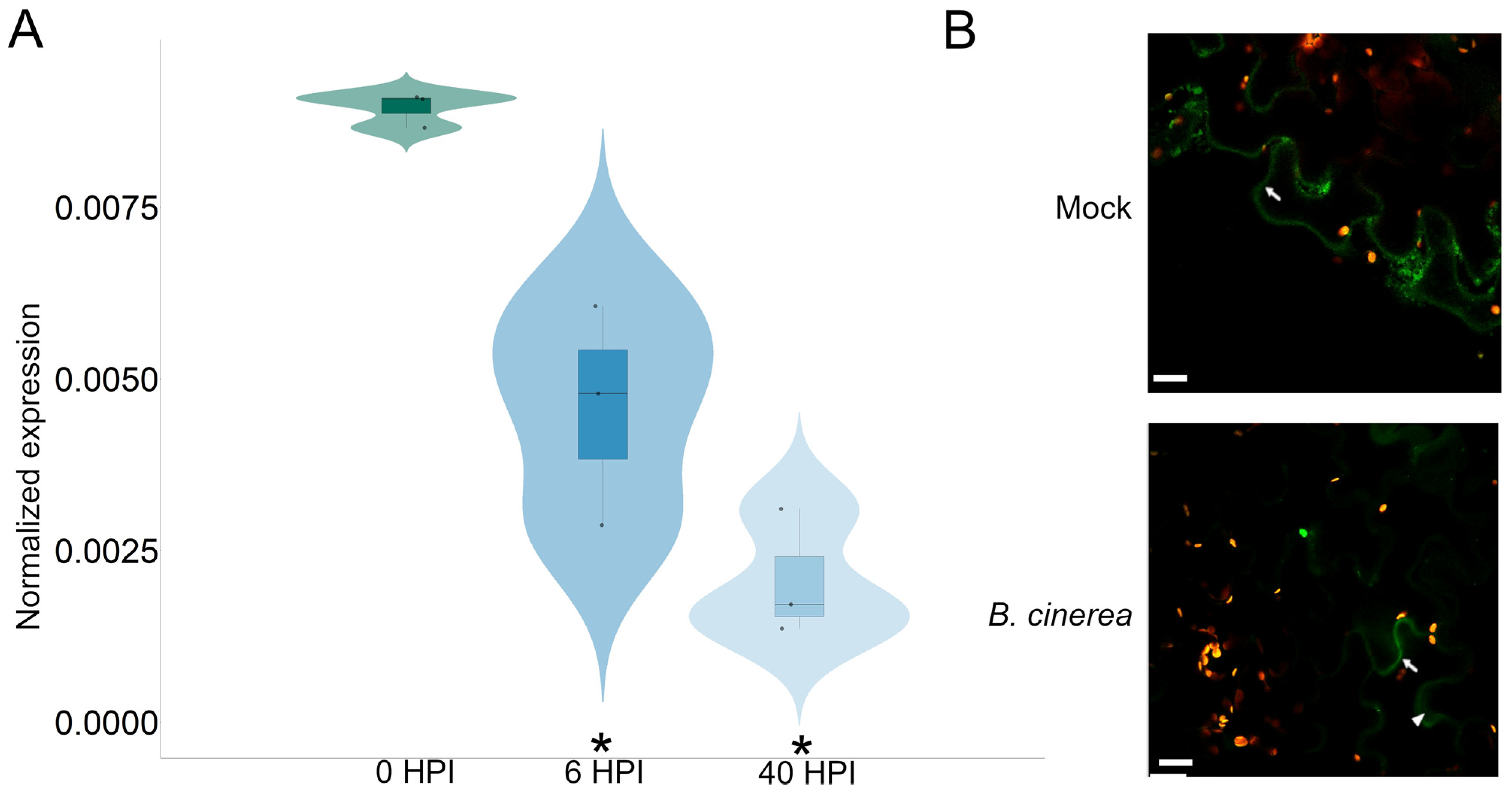 IJMS | Free Full-Text | AtRAC7/ROP9 Small GTPase Regulates A. thaliana ...