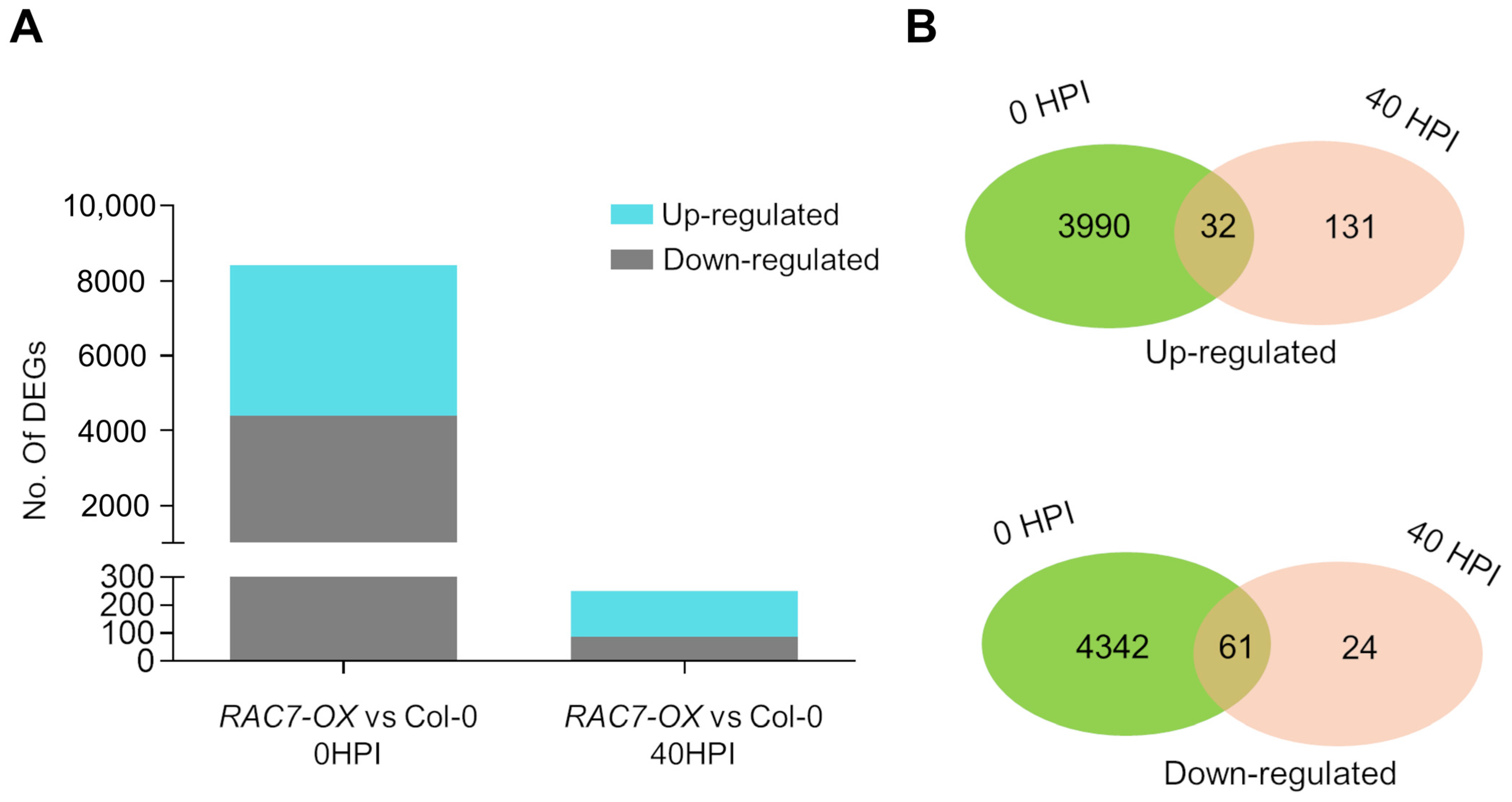 IJMS | Free Full-Text | AtRAC7/ROP9 Small GTPase Regulates A. thaliana ...
