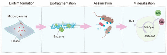 Biodegradation of Typical Plastics: From Microbial Diversity to Metabolic Mechanisms