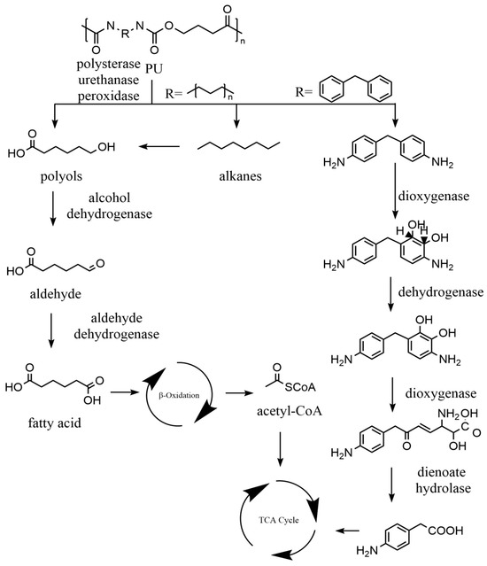Biodegradation of Typical Plastics: From Microbial Diversity to Metabolic Mechanisms