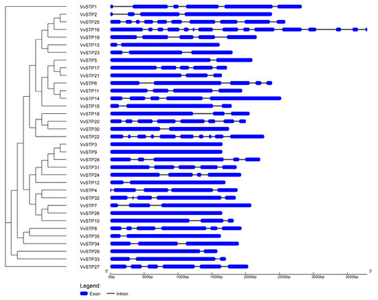 The Identification, Characterization, and Functional Analysis of the ...