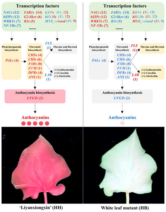 Pigment Diversity in Leaves of Caladium × hortulanum Birdsey and ...