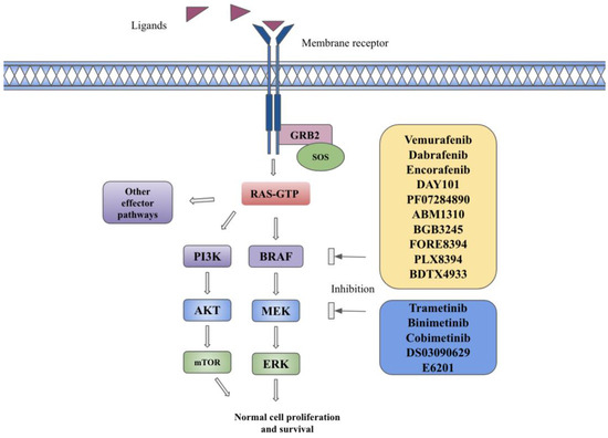 Molecular Targeting of the BRAF Proto-Oncogene/Mitogen-Activated ...