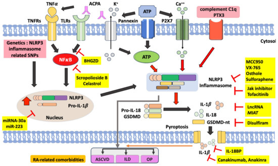 IJMS | Free Full-Text | The NLRP3 Inflammasome as a Pathogenic Player Showing Therapeutic ...