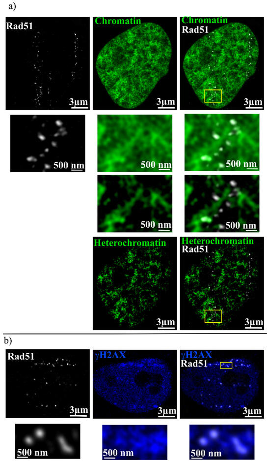 Chromatin Organization after High-LET Irradiation Revealed by Super ...