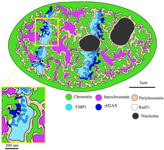 Chromatin Organization after High-LET Irradiation Revealed by Super ...
