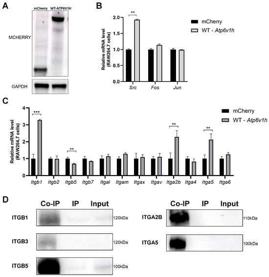 Atp6v1h Deficiency Blocks Bone Loss in Simulated Microgravity Mice ...