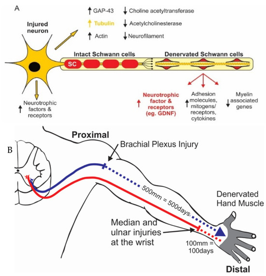 Brief Electrical Stimulation Promotes Recovery after Surgical Repair of ...